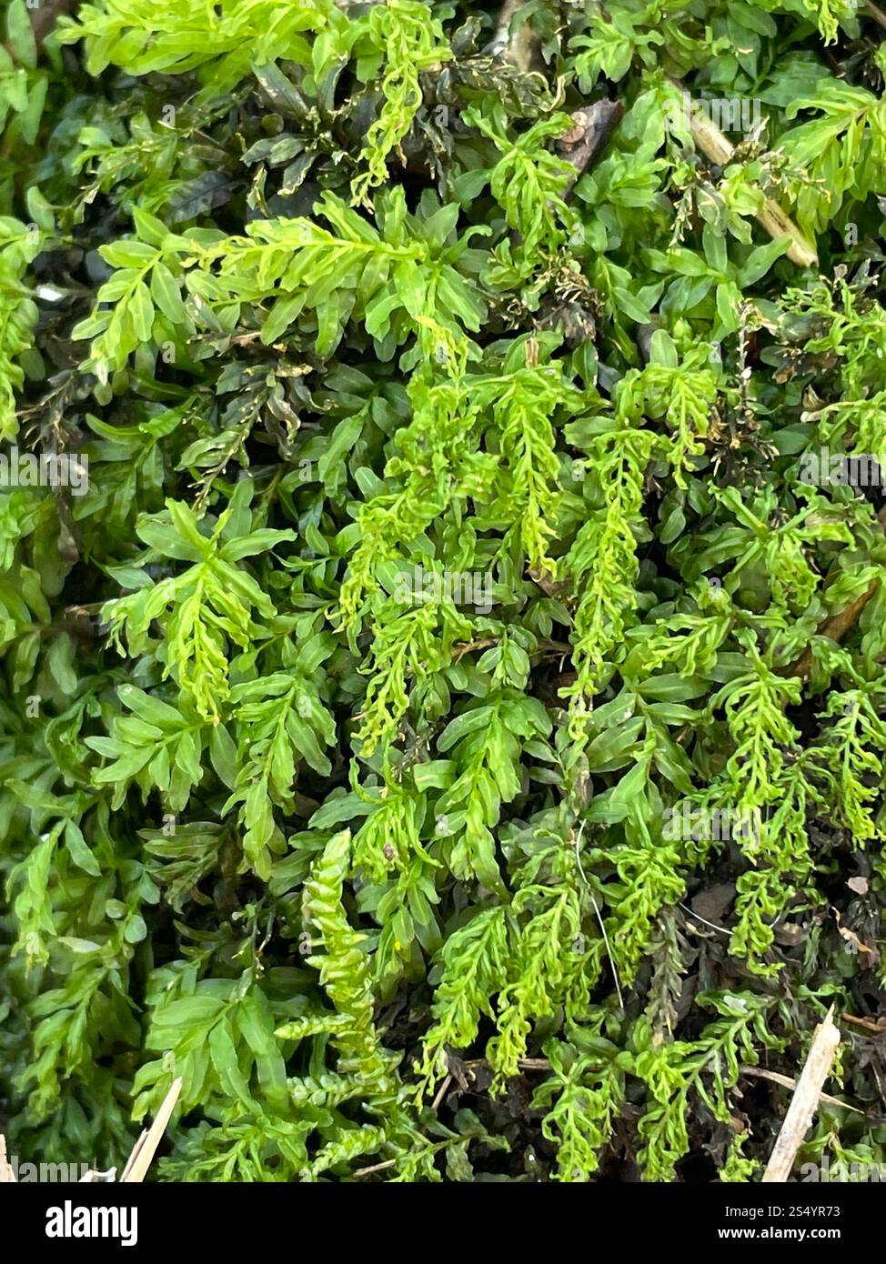 Palm-tree Moss (Plagiomnium undulatum Stock Photo - Alamy