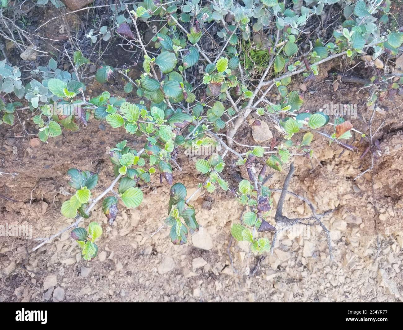 Birchleaf Mountain Mahogany (Cercocarpus betuloides Stock Photo - Alamy