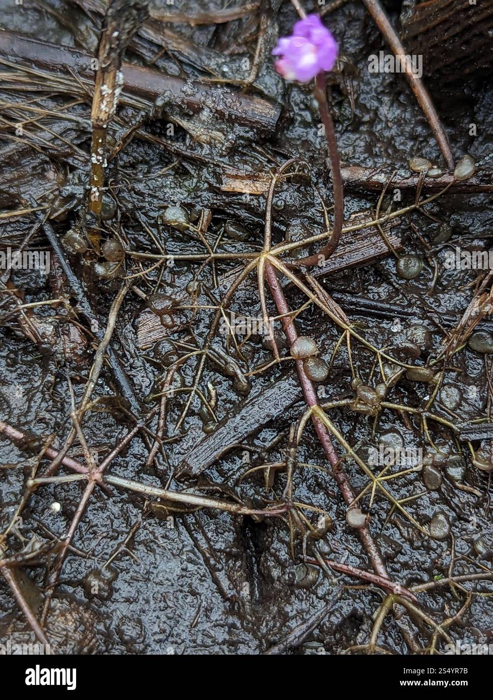 Purple Bladderwort (Utricularia purpurea Stock Photo - Alamy