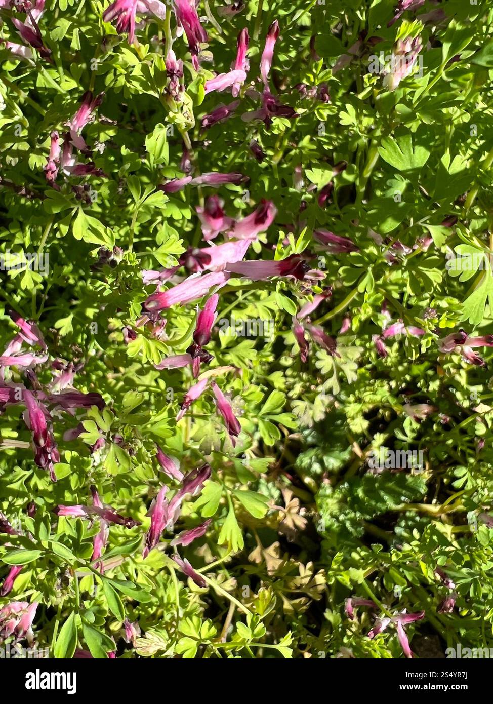 common ramping-fumitory (Fumaria muralis Stock Photo - Alamy