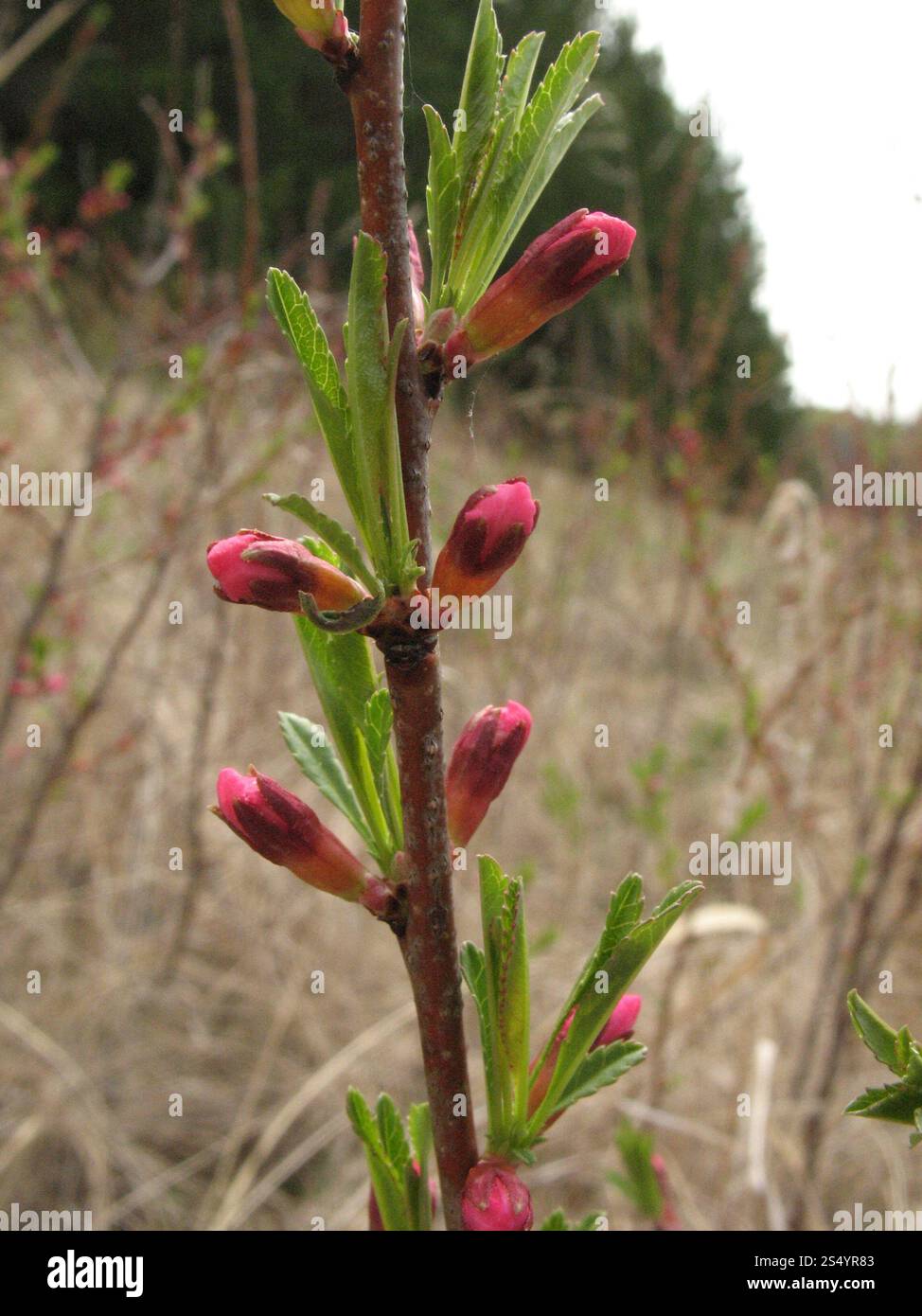 Dwarf Russian Almond (Prunus tenella Stock Photo - Alamy