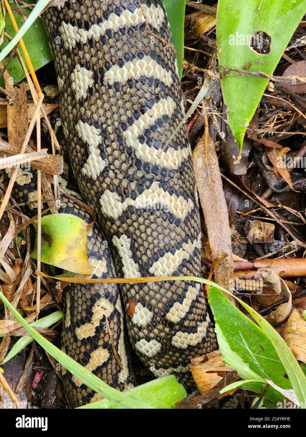 Coastal Carpet Python (Morelia spilota mcdowelli Stock Photo - Alamy