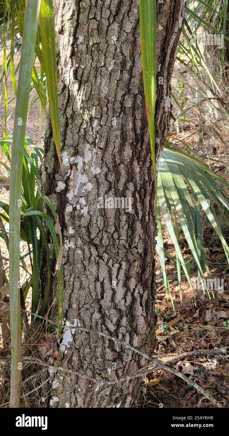 swamp laurel oak (Quercus laurifolia Stock Photo - Alamy