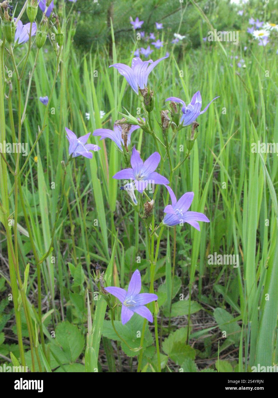 Spreading Bellflower (Campanula patula Stock Photo - Alamy