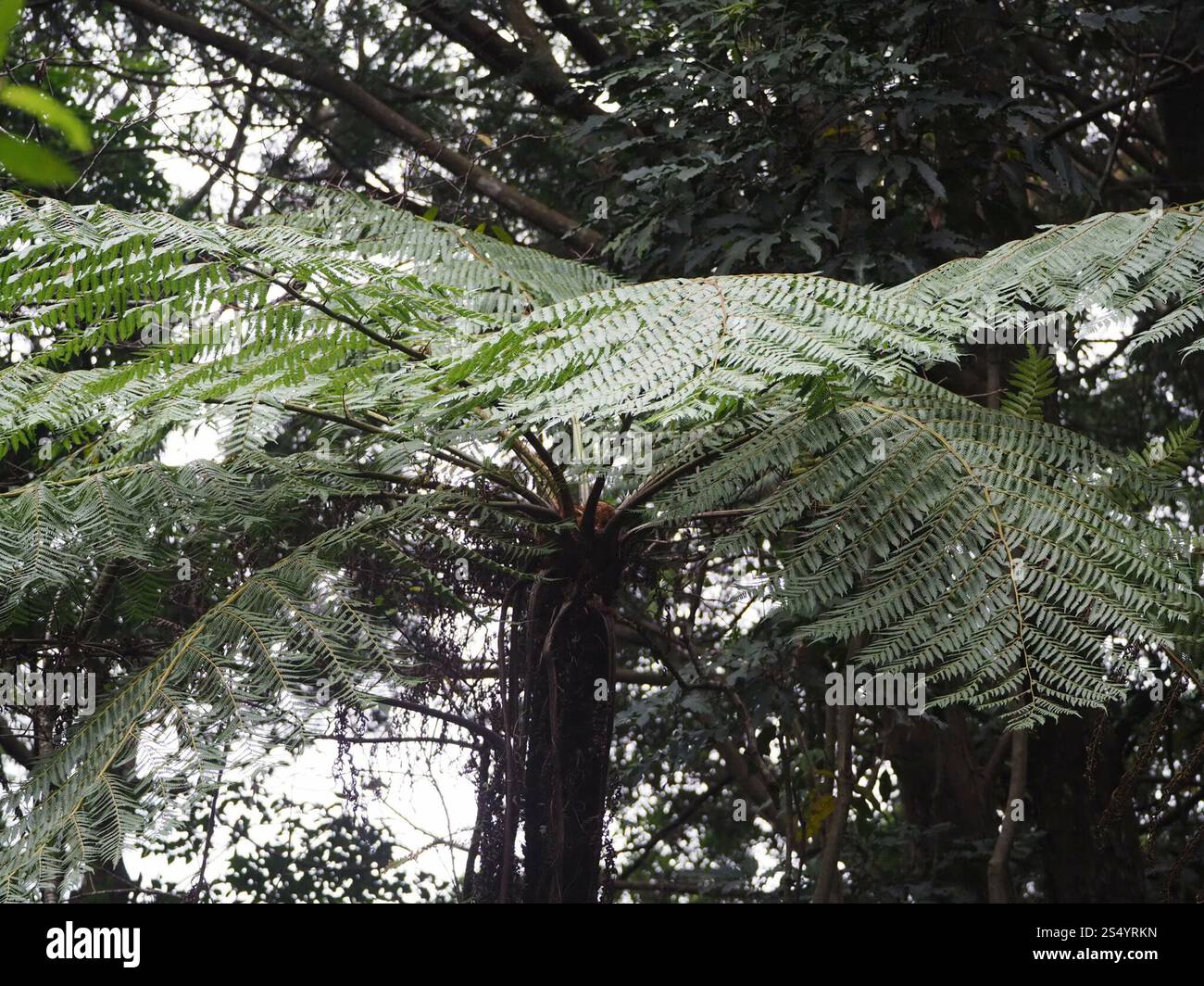 Spiny Tree Fern (Alsophila spinulosa Stock Photo - Alamy