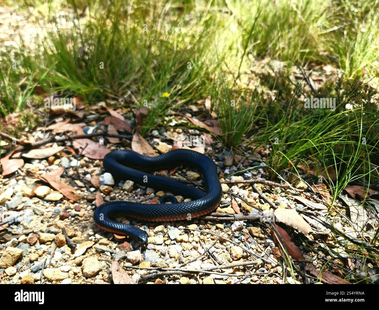 Red-bellied Black Snake (Pseudechis porphyriacus Stock Photo - Alamy