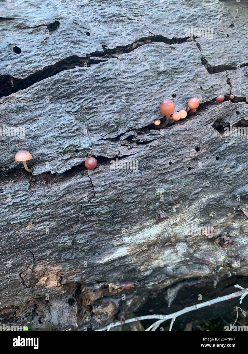 Bleeding Fairy Helmet (Mycena haematopus Stock Photo - Alamy