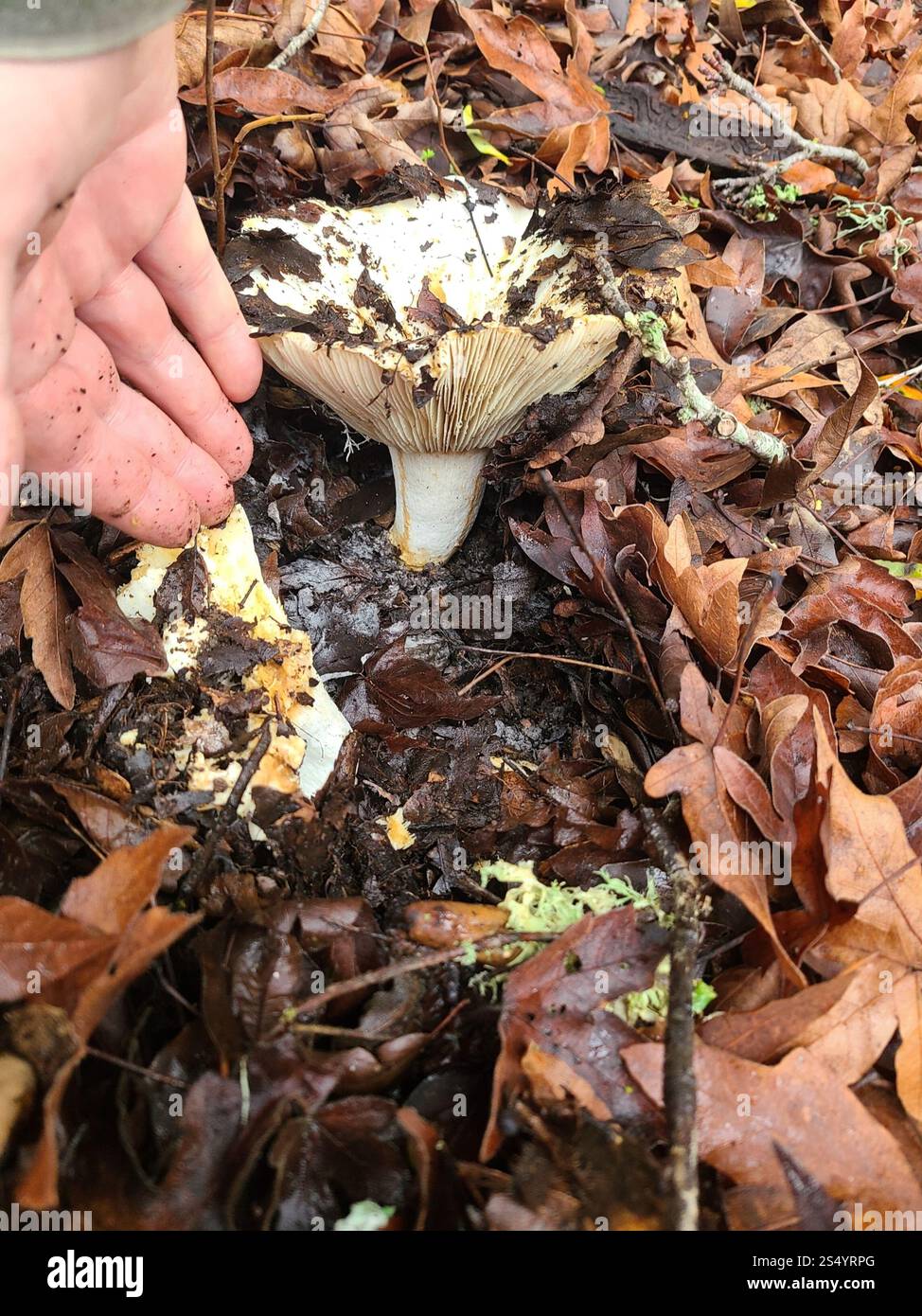 Short-stemmed Russula (Russula brevipes Stock Photo - Alamy