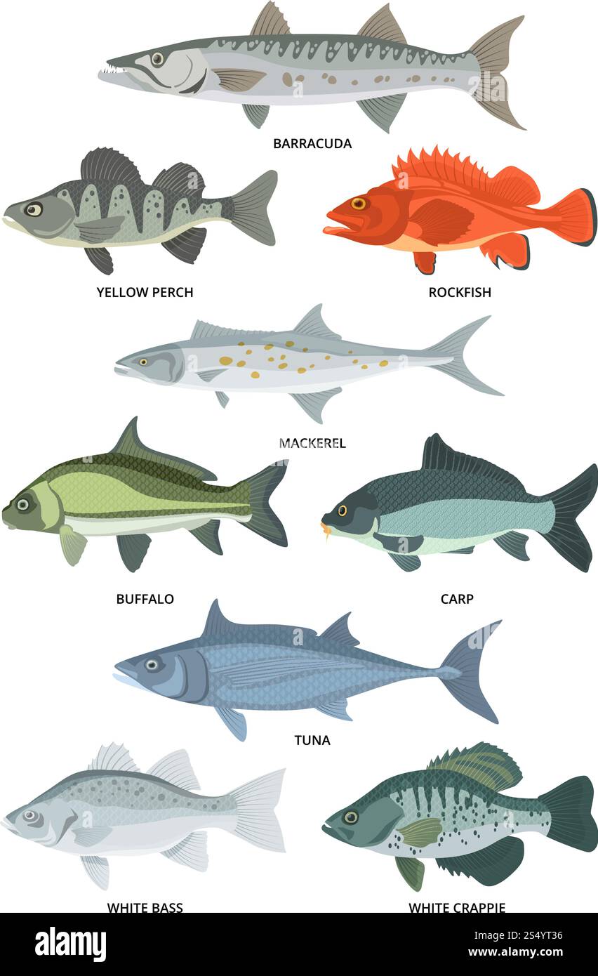 Cartoon illustrations of freshwater and ocean fishes. Vector collection ...