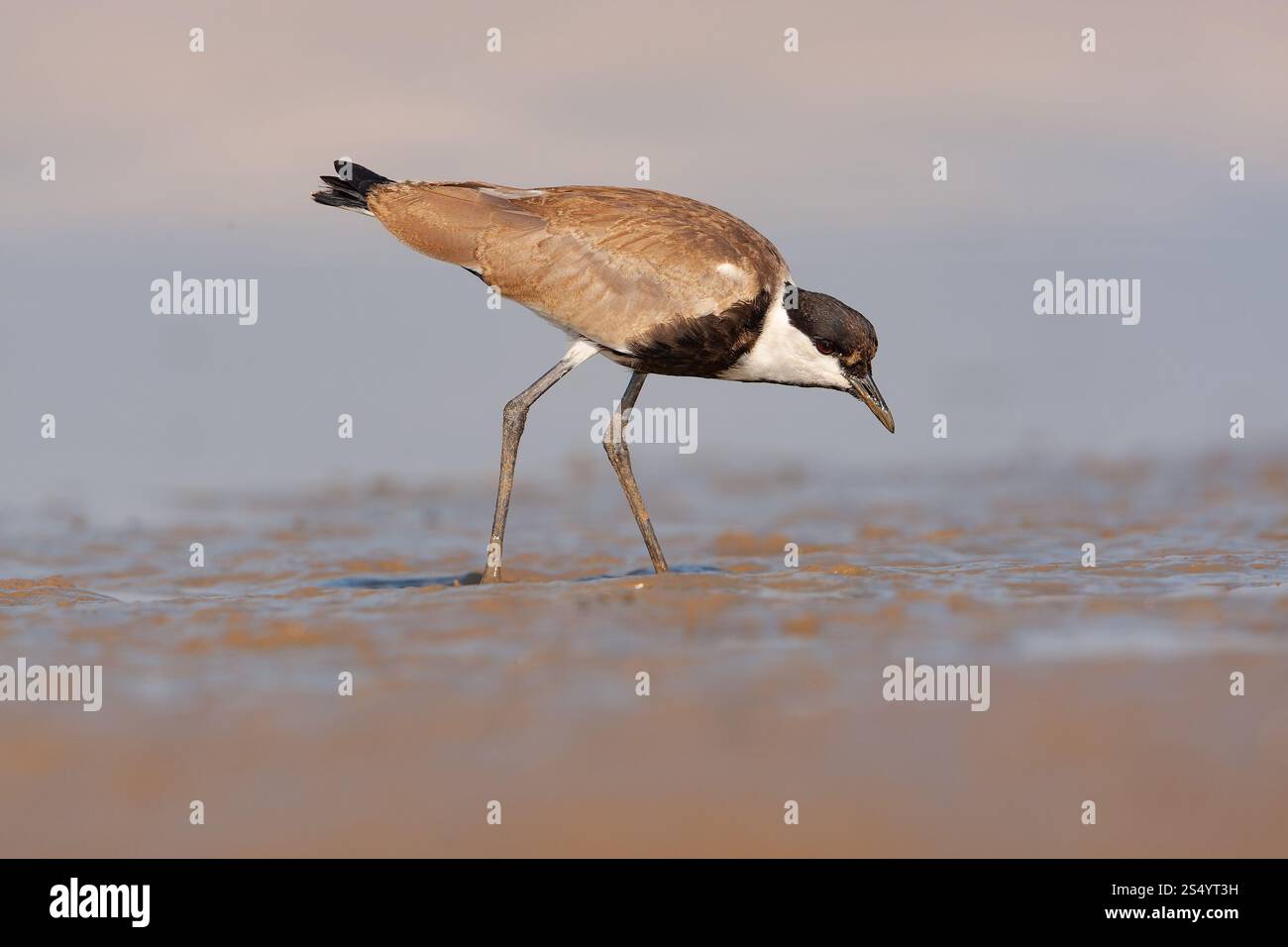 Spur-winged lapwing searching for food Stock Photo - Alamy