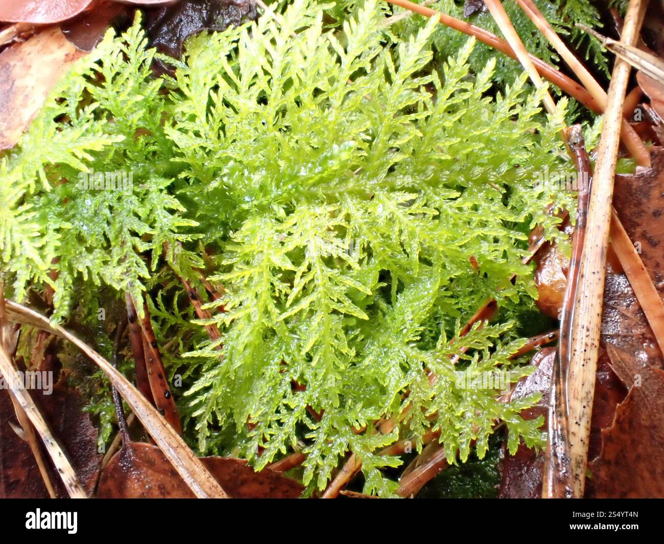 Common Tamarisk-moss (Thuidium tamariscinum Stock Photo - Alamy