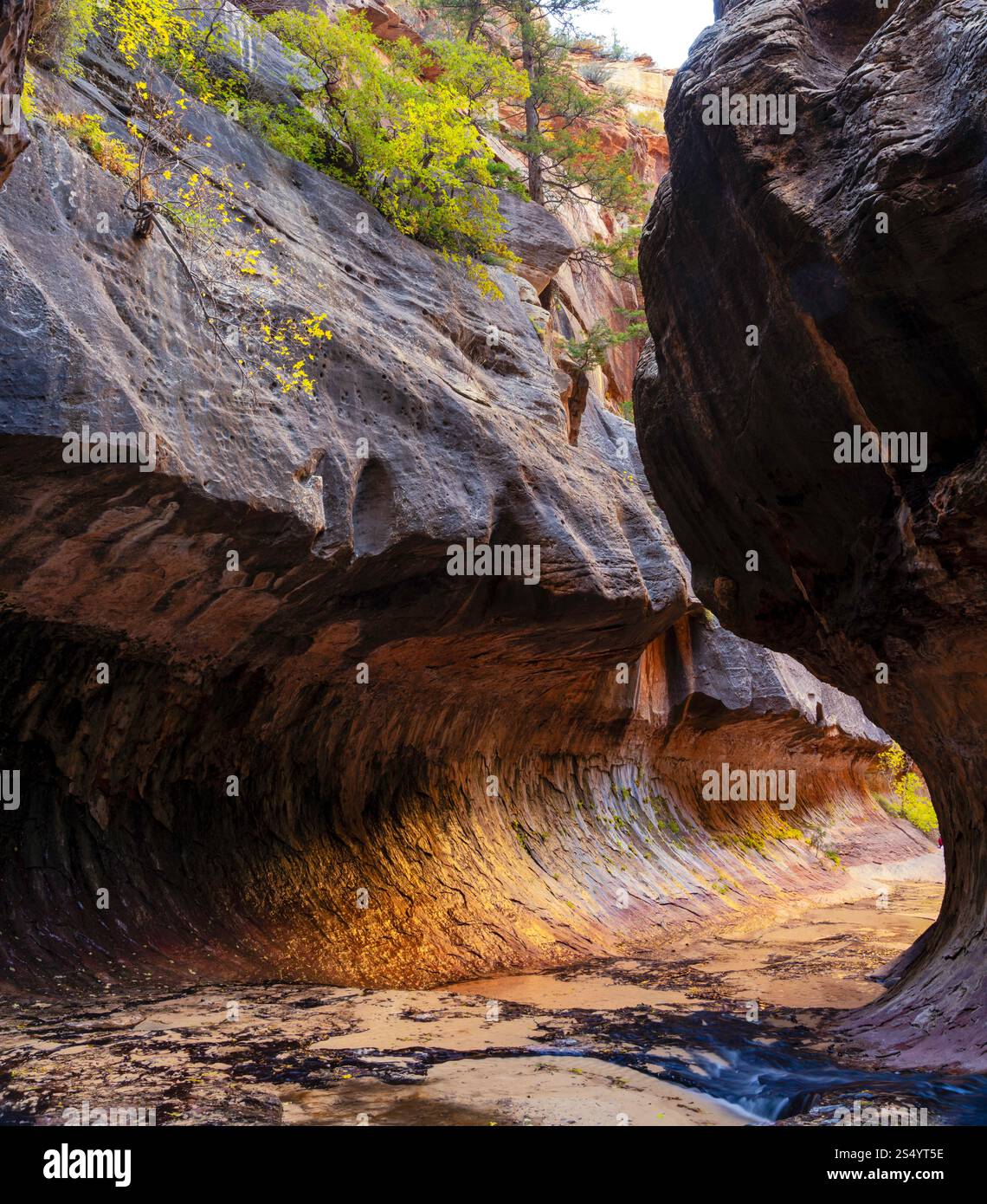 View of the Left Fork of the North Creek, also known as The Subway ...