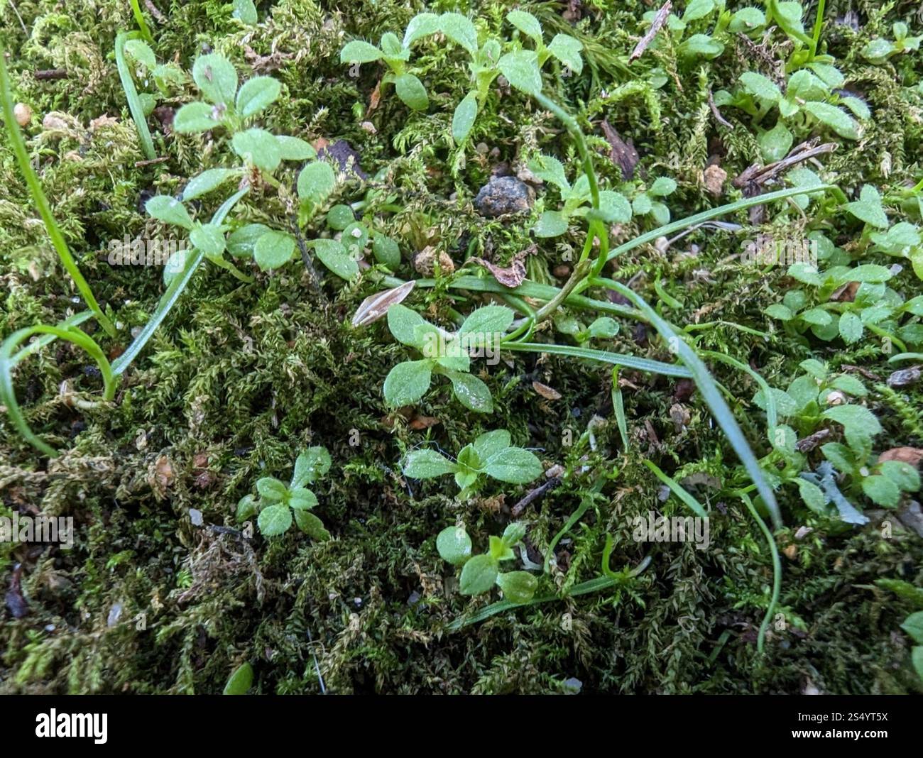 Common mouse-ear chickweed (Cerastium fontanum Stock Photo - Alamy