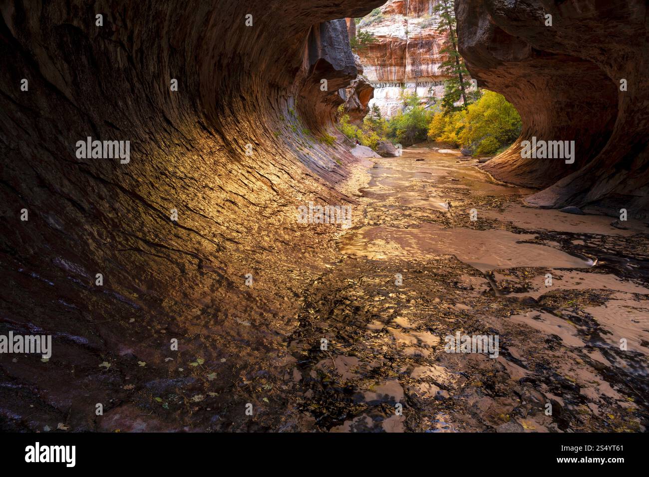View of the Left Fork of the North Creek, also known as The Subway ...