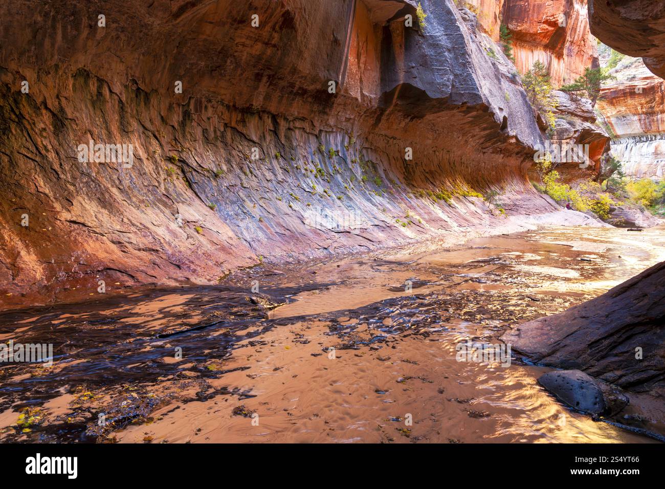 View of the Left Fork of the North Creek, also known as The Subway ...