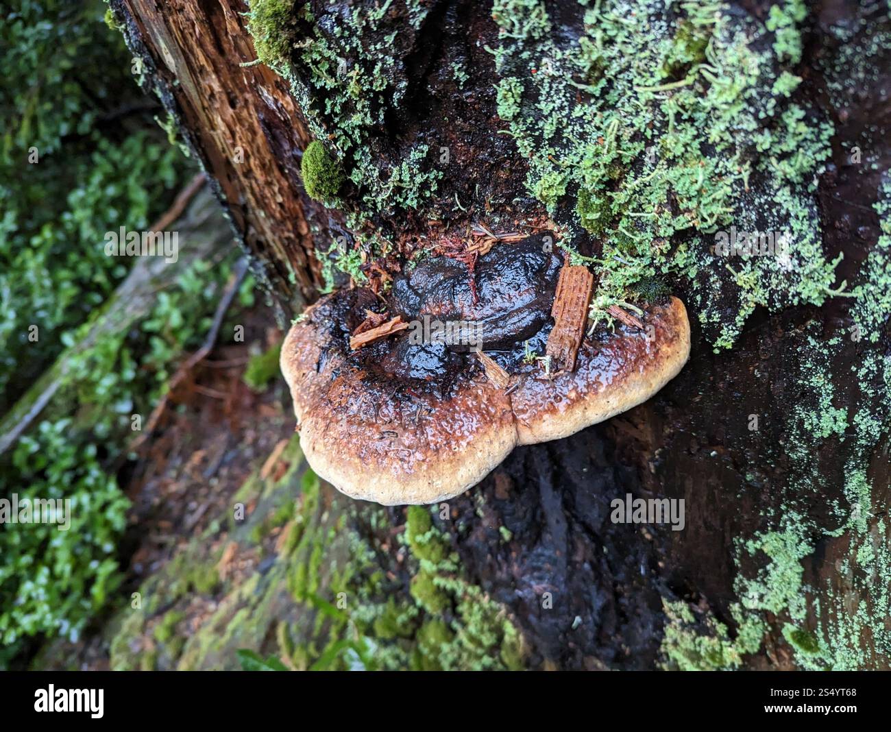 Northern Red Belt (Fomitopsis mounceae Stock Photo - Alamy