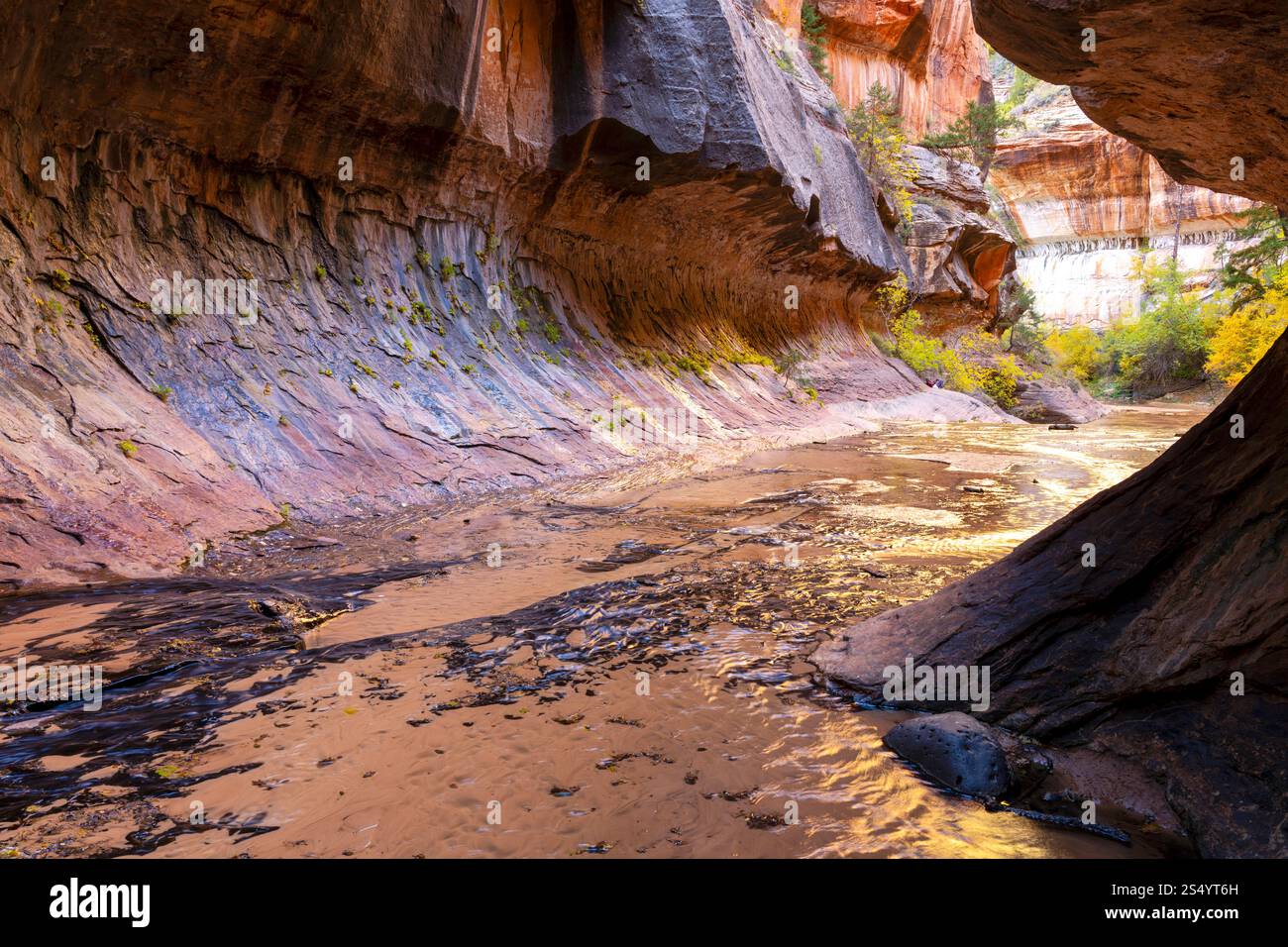 View of the Left Fork of the North Creek, also known as The Subway ...