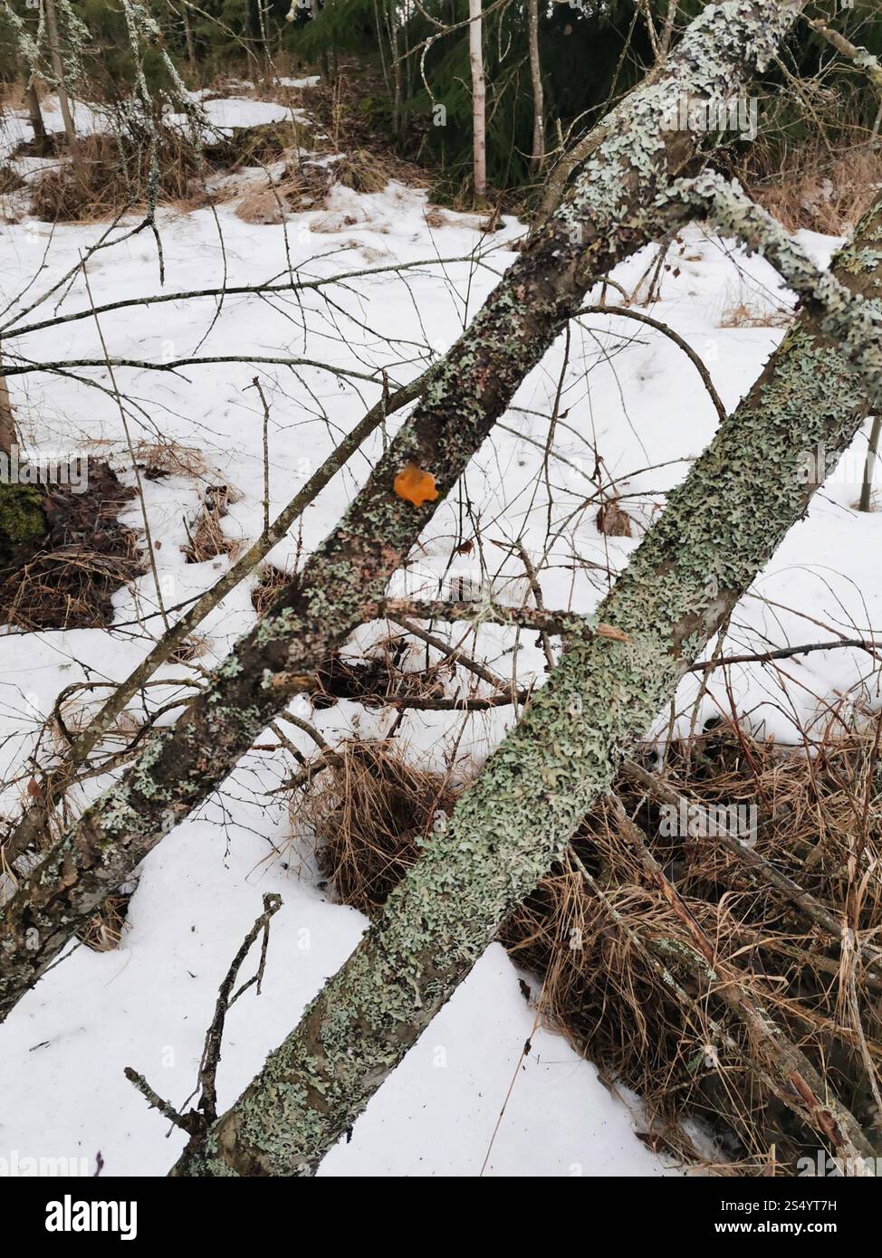 witch's butter (Tremella mesenterica Stock Photo - Alamy