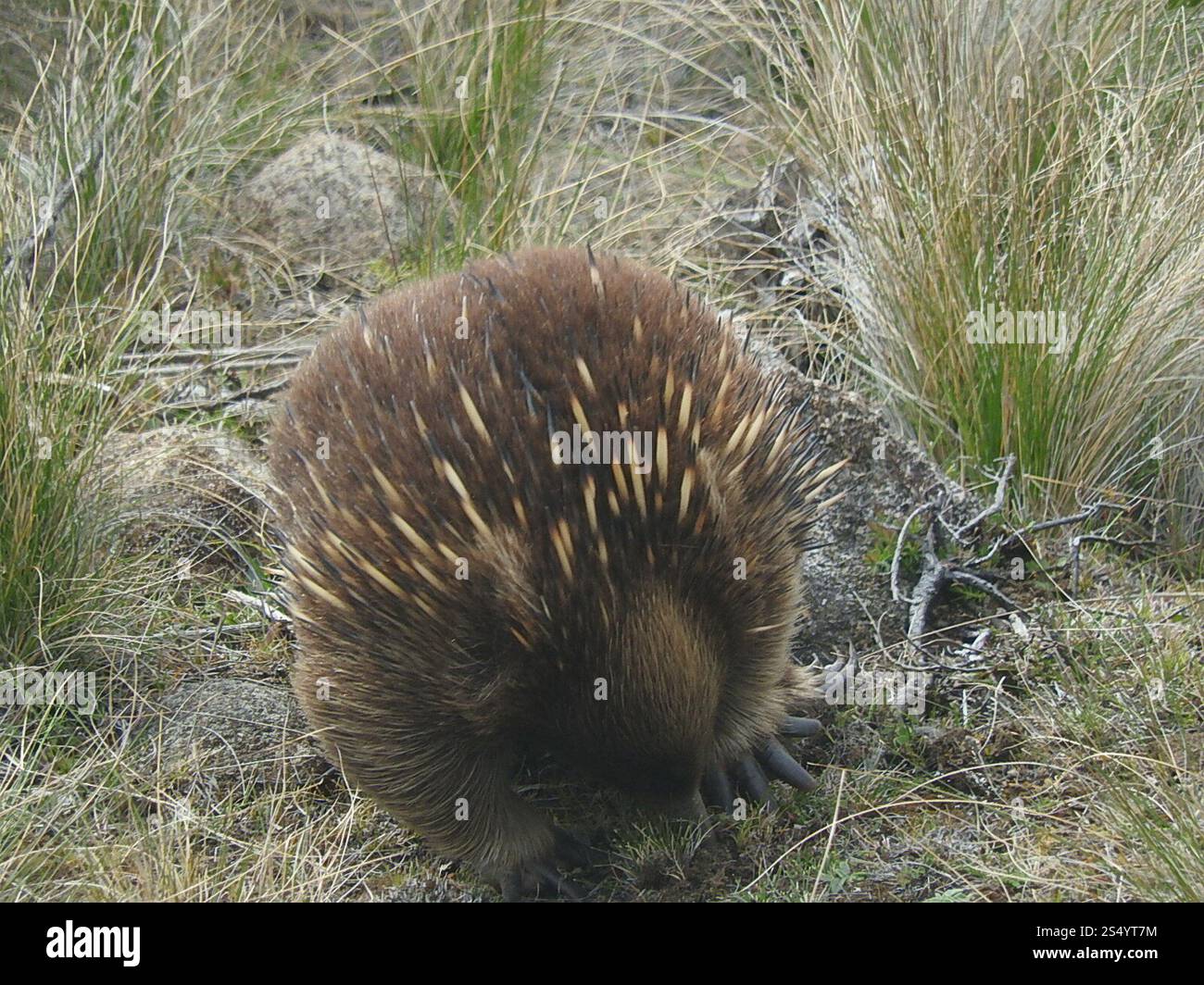 Tasmanian Echidna (Tachyglossus aculeatus setosus Stock Photo - Alamy
