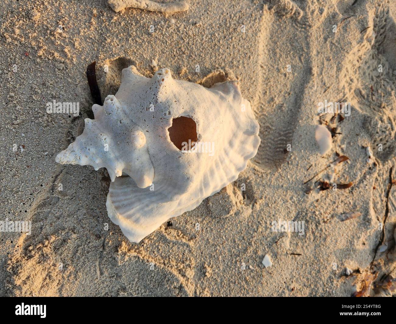 Queen Conch (Aliger gigas Stock Photo - Alamy