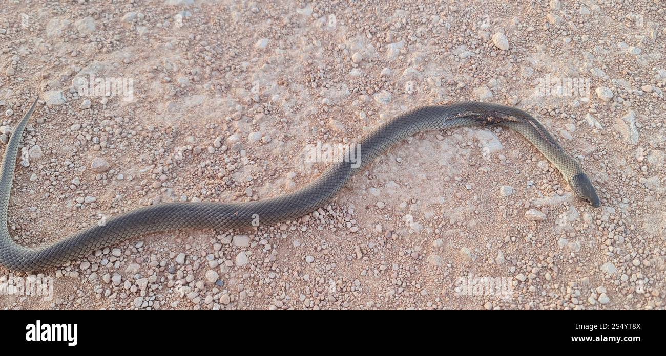 Curl Snake (Suta suta Stock Photo - Alamy