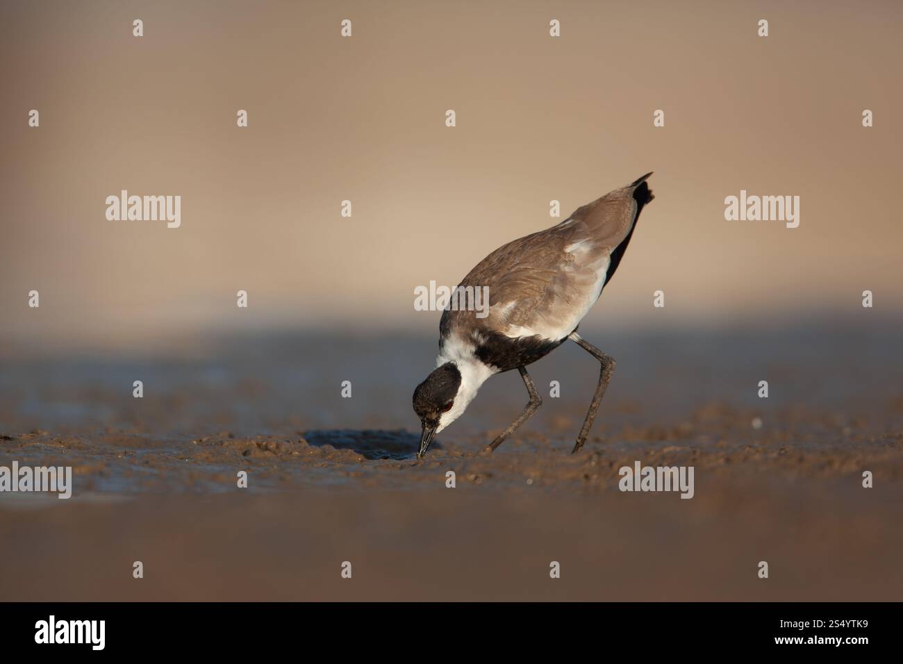 Spur-winged lapwing searching for food Stock Photo - Alamy
