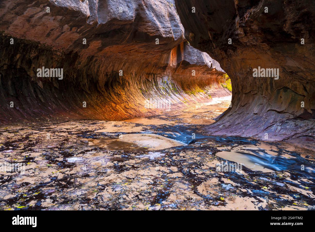 View of the Left Fork of the North Creek, also known as The Subway ...