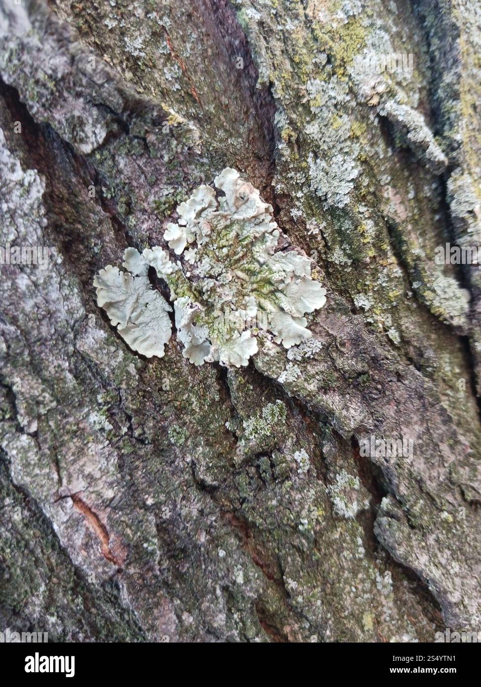 common greenshield lichen (Flavoparmelia caperata Stock Photo - Alamy