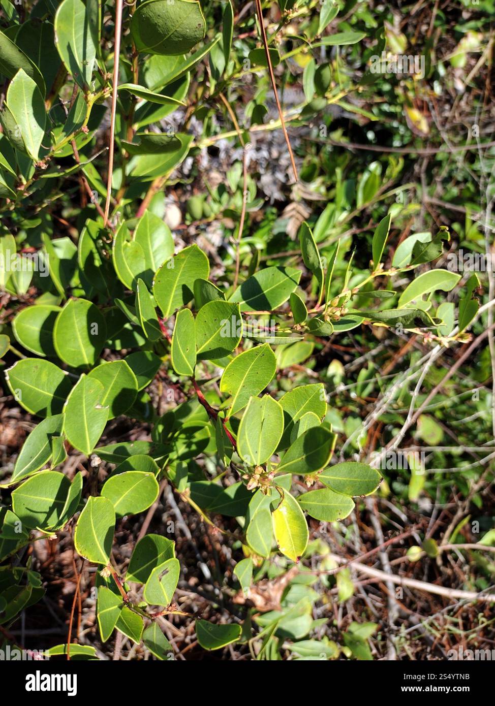 Lyonia lucida hi-res stock photography and images - Alamy