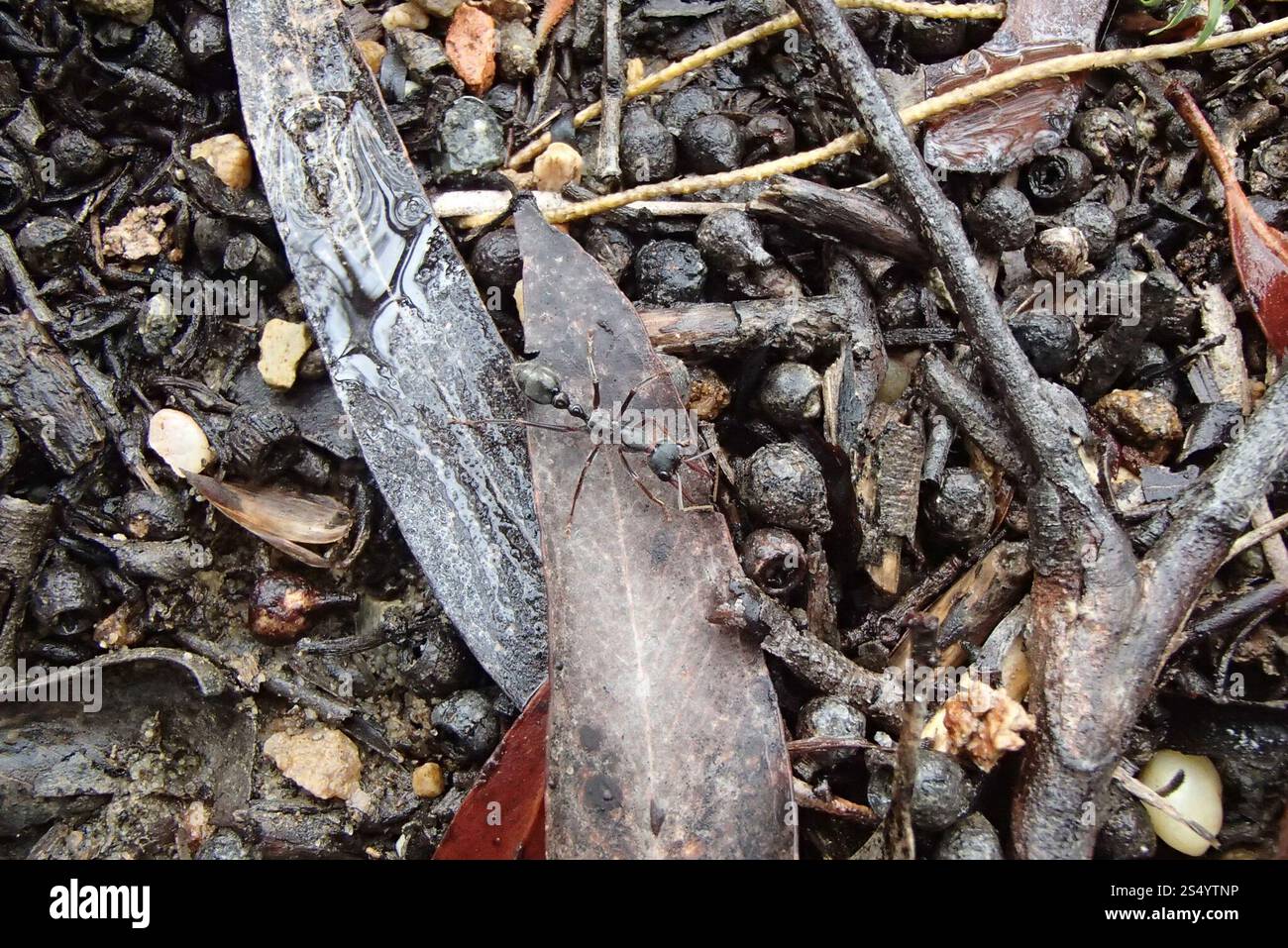 Inch Ant (Myrmecia pyriformis Stock Photo - Alamy