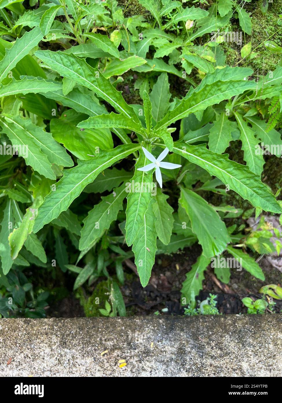 Star of Bethlehem (Hippobroma longiflora Stock Photo - Alamy