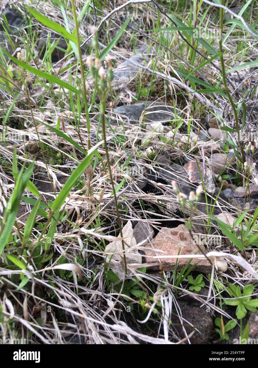 Mistassini Primrose (Primula mistassinica Stock Photo - Alamy