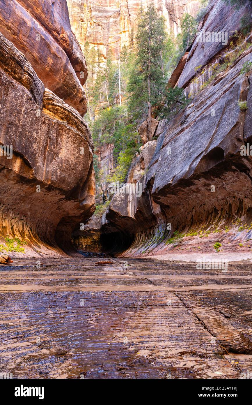 View of the Left Fork of the North Creek, also known as The Subway ...