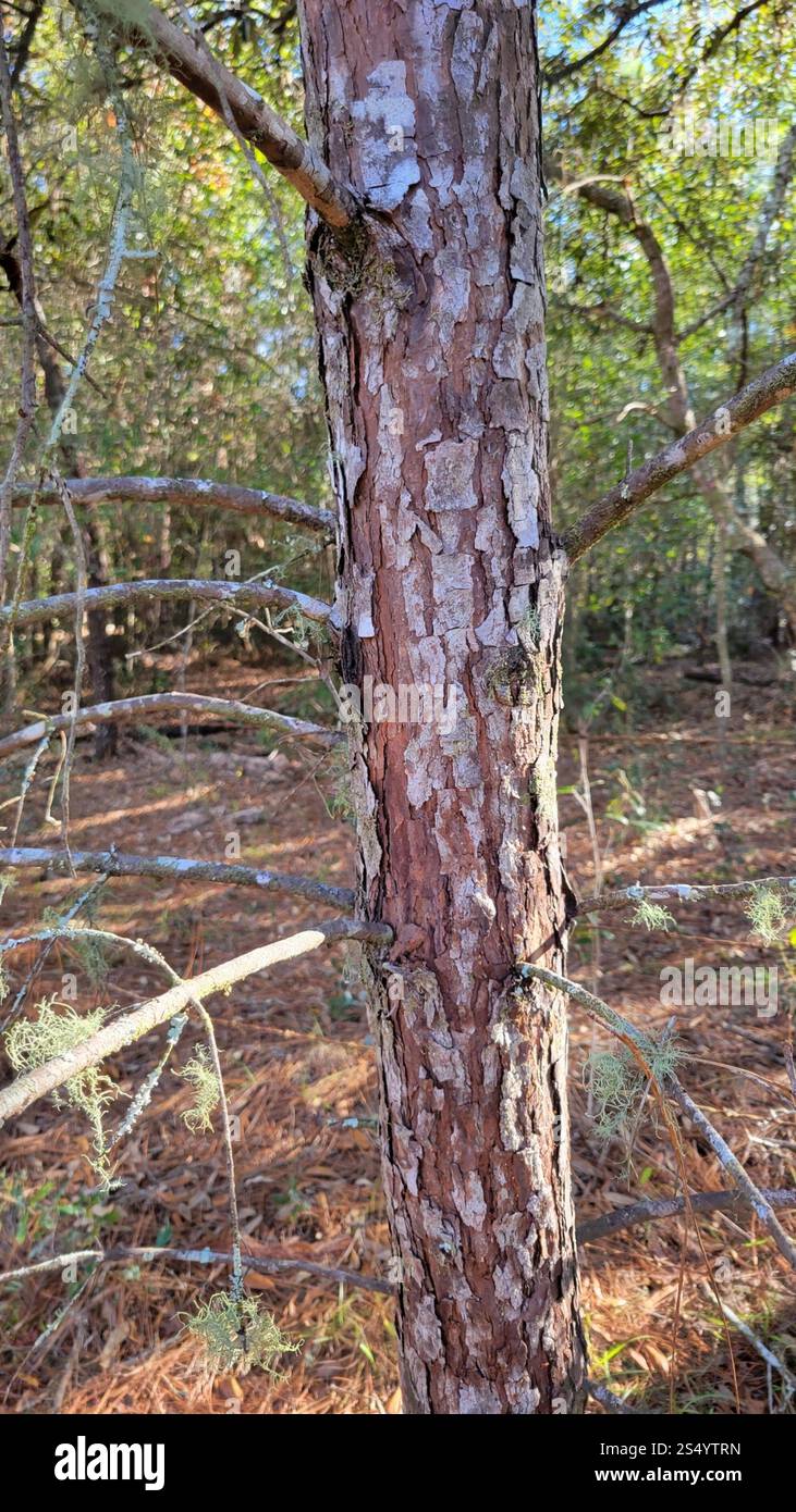 sand pine (Pinus clausa Stock Photo - Alamy