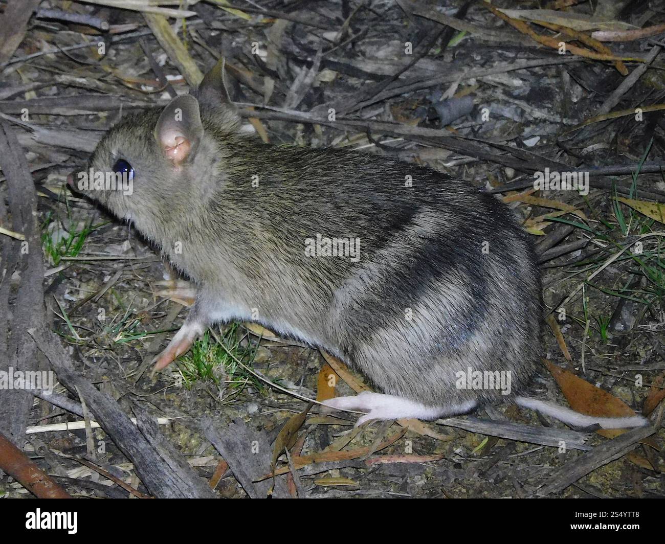 Eastern Barred Bandicoot (Perameles gunnii Stock Photo - Alamy