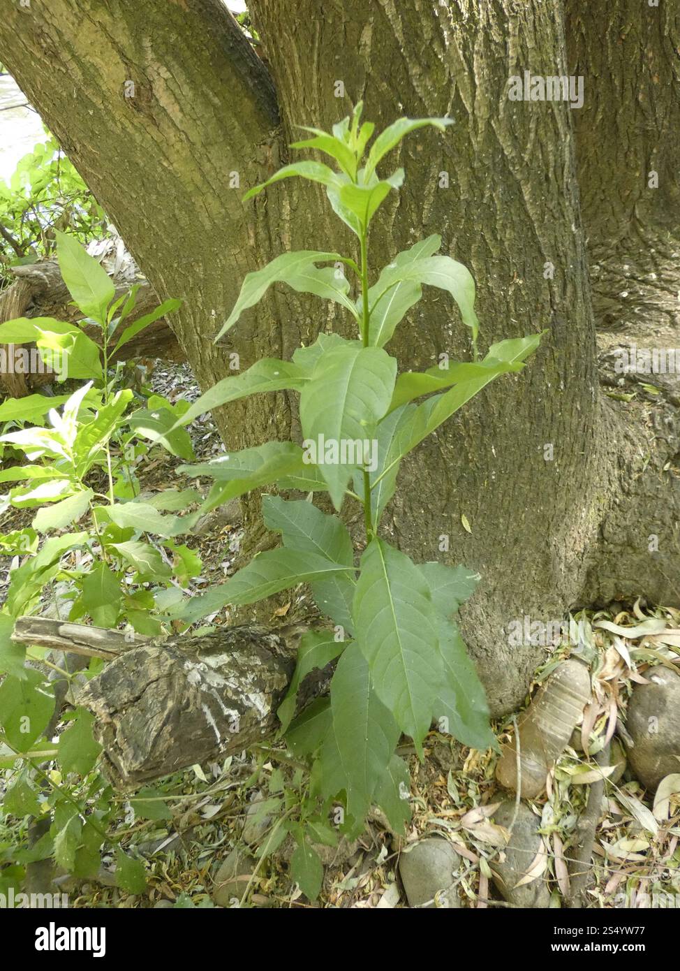green cestrum (Cestrum parqui Stock Photo - Alamy