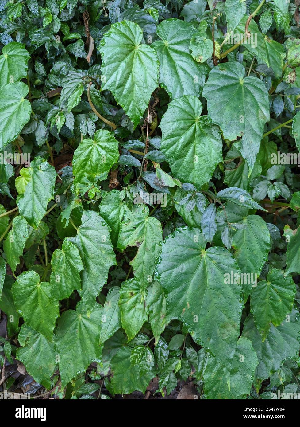 Begonia formosana hi-res stock photography and images - Alamy