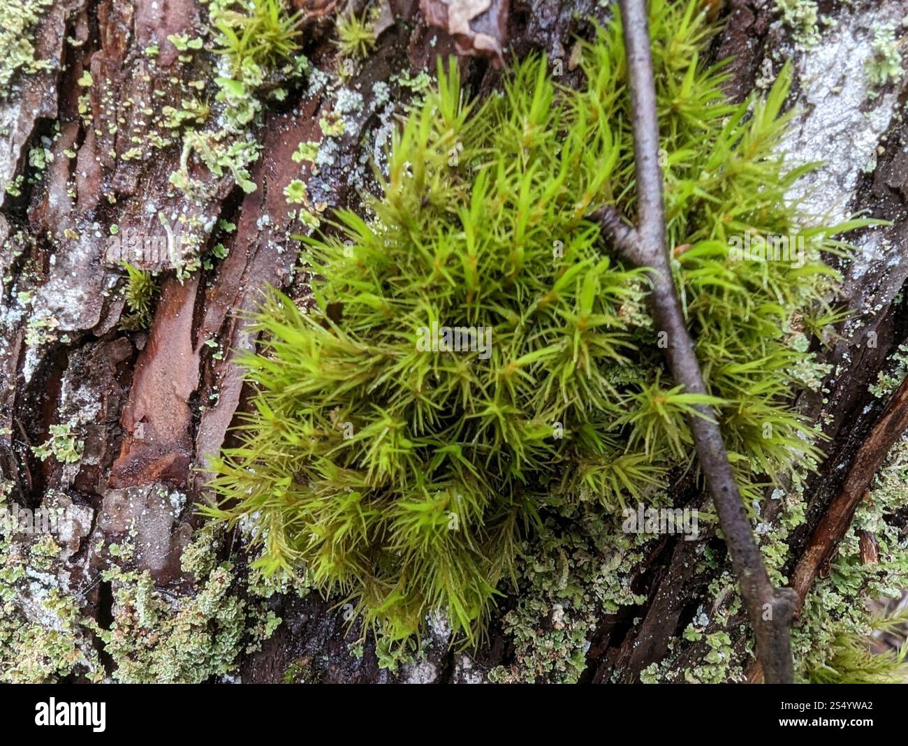 Fragile Fork-moss (Dicranum tauricum Stock Photo - Alamy