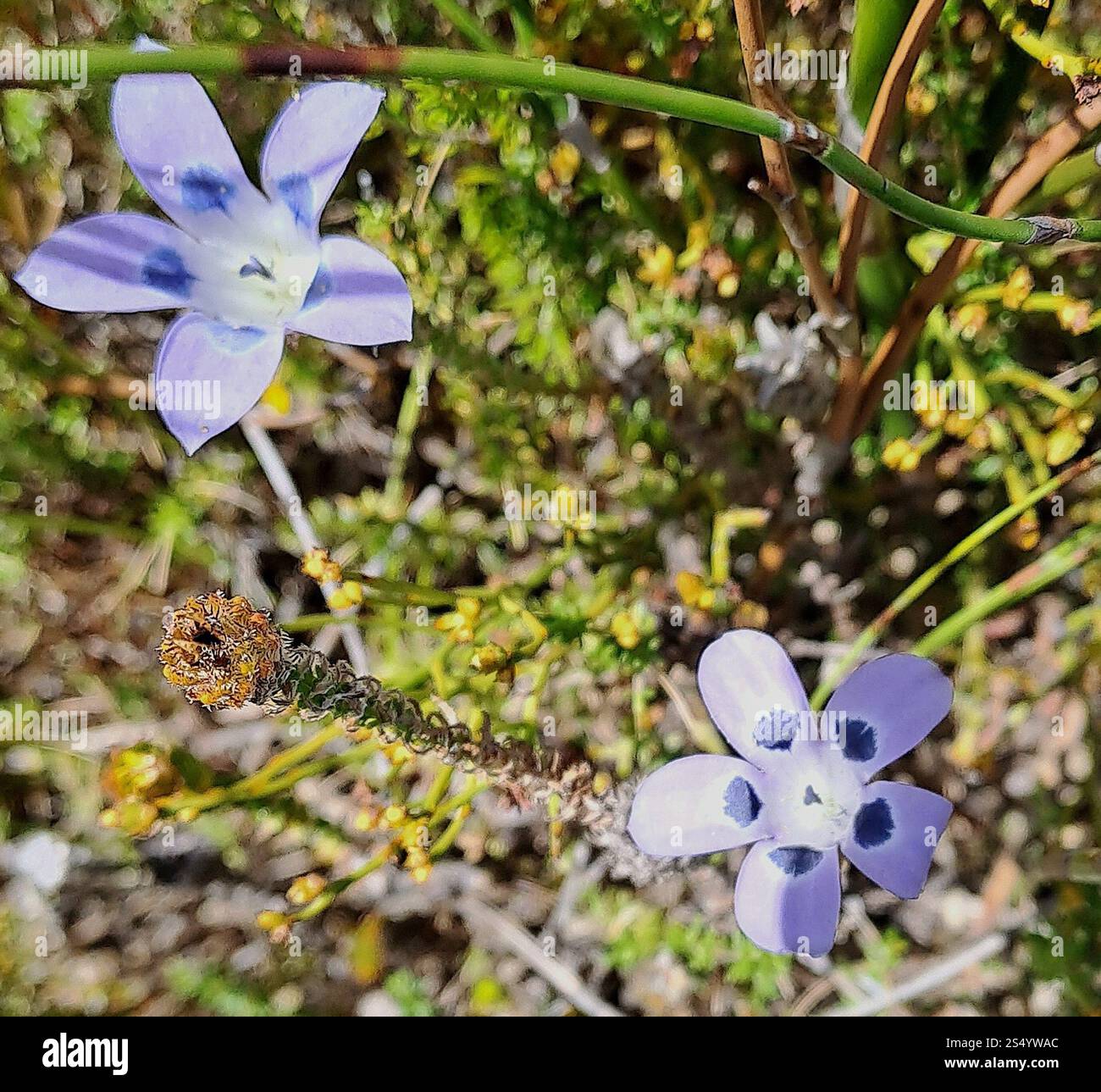 Giant Bell (Roella ciliata Stock Photo - Alamy