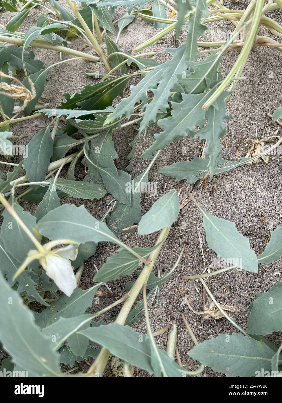 Annual Evening Primrose (Oenothera deltoides deltoides Stock Photo - Alamy
