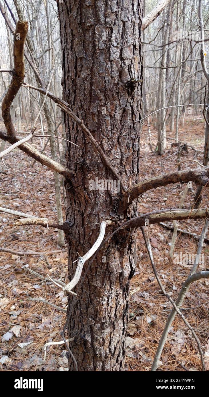 Virginia pine (Pinus virginiana Stock Photo - Alamy