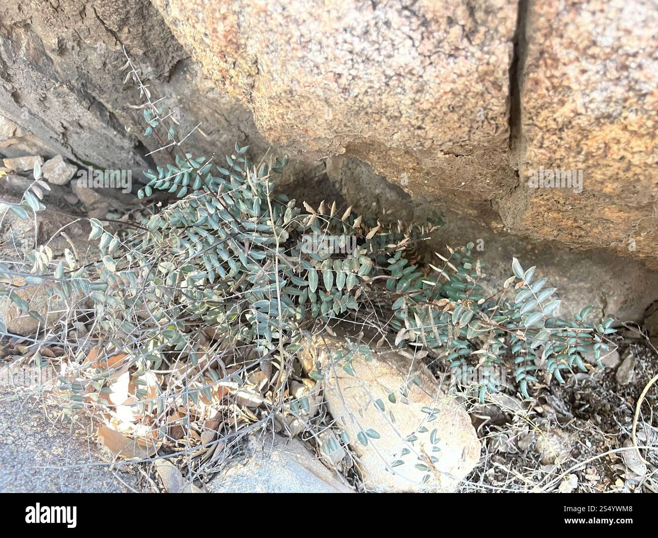 spiny cliff-brake (Pellaea truncata Stock Photo - Alamy