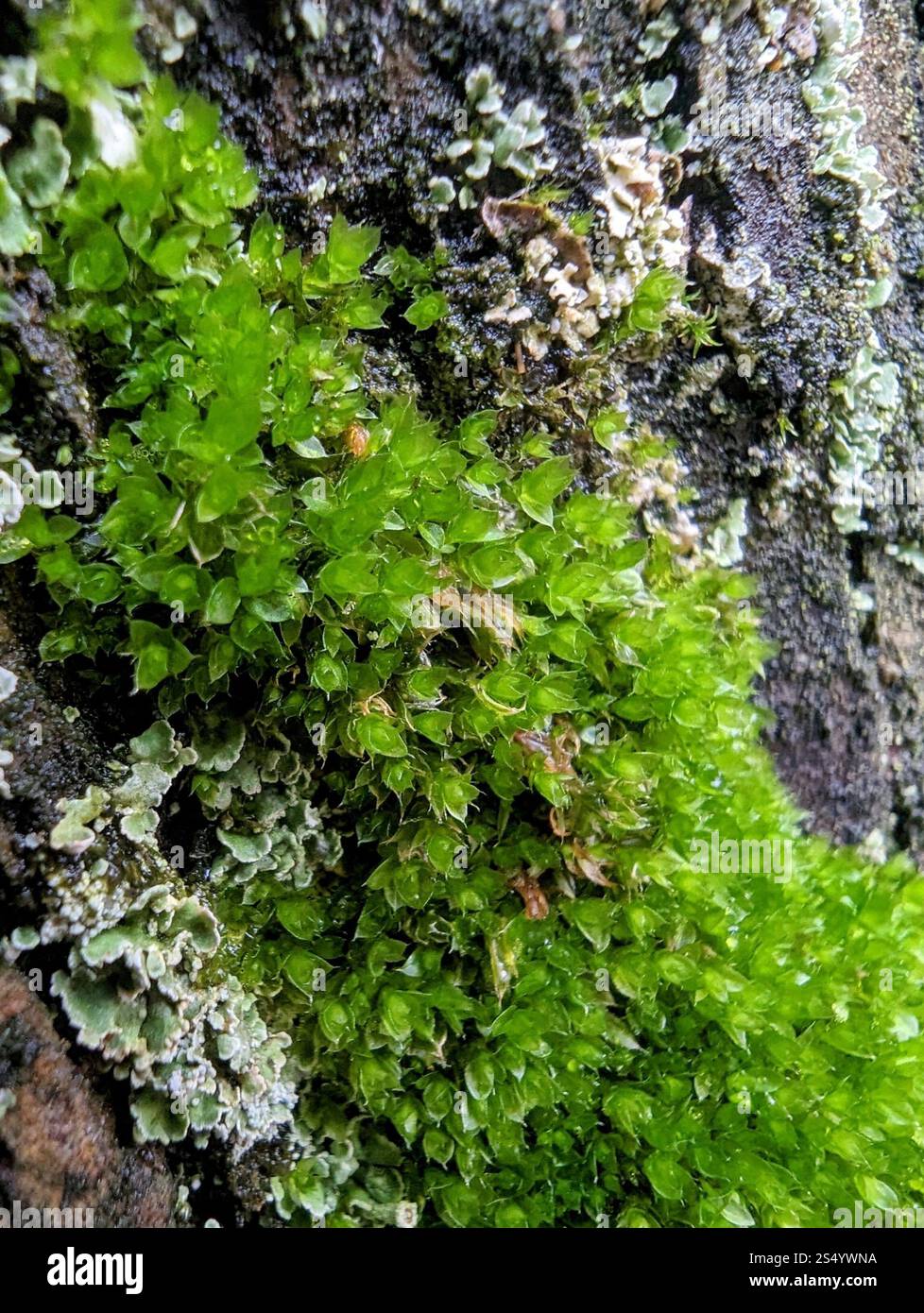 Capillary Thread-moss (Ptychostomum capillare Stock Photo - Alamy