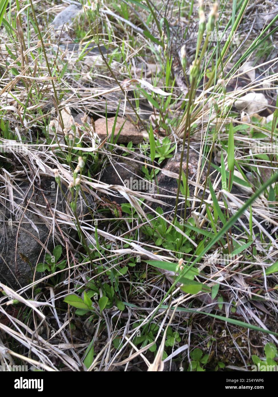 Mistassini Primrose (Primula mistassinica Stock Photo - Alamy