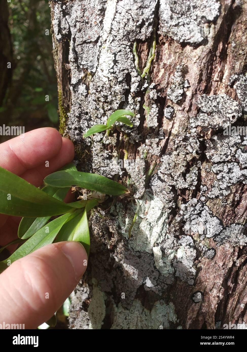 yellow helmet orchid (Polystachya concreta Stock Photo - Alamy