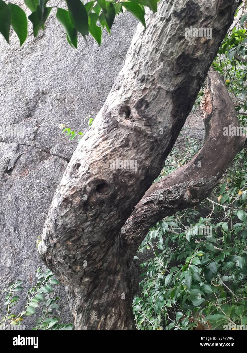 Indian Rock Fig (Ficus arnottiana Stock Photo - Alamy