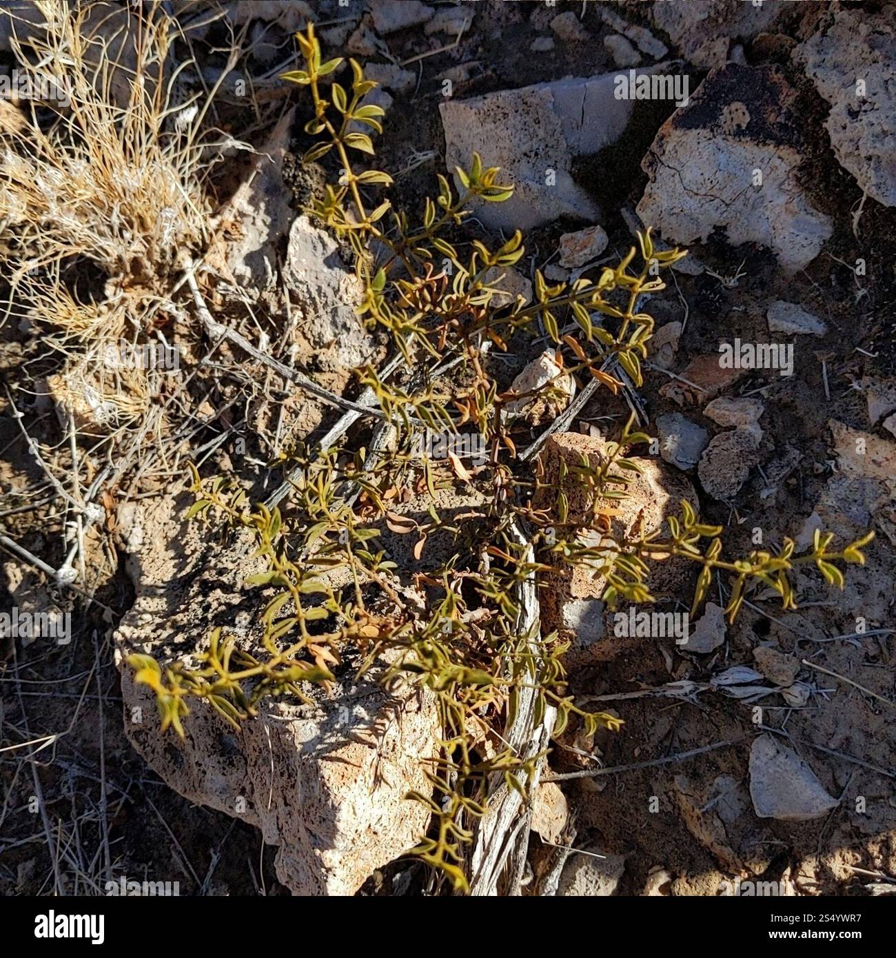 Creosote Bush (Larrea tridentata Stock Photo - Alamy