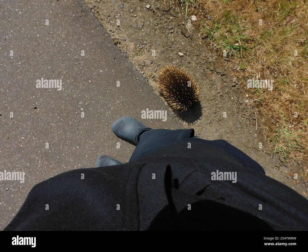 Tasmanian Echidna (Tachyglossus aculeatus setosus Stock Photo - Alamy