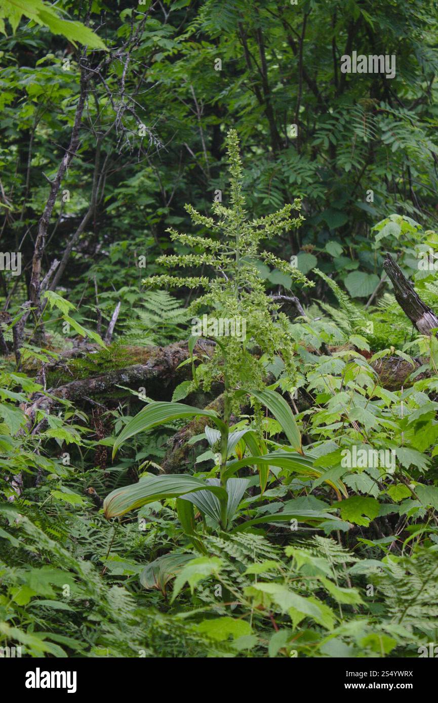 green false hellebore (Veratrum viride Stock Photo - Alamy