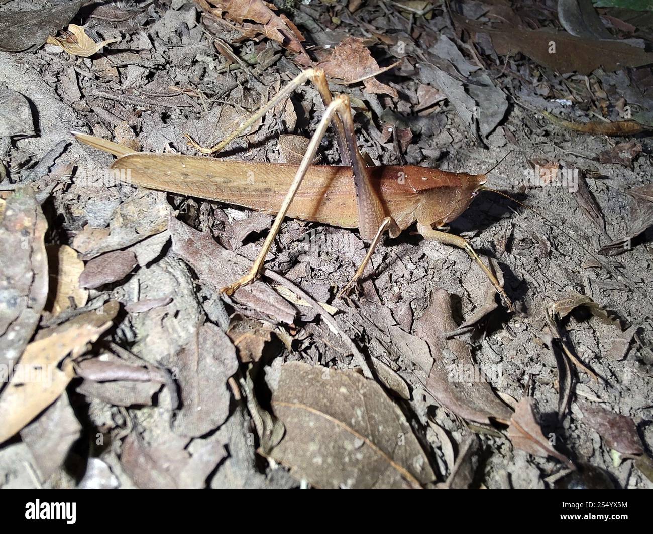 Common Coneheads (Neoconocephalus Stock Photo - Alamy